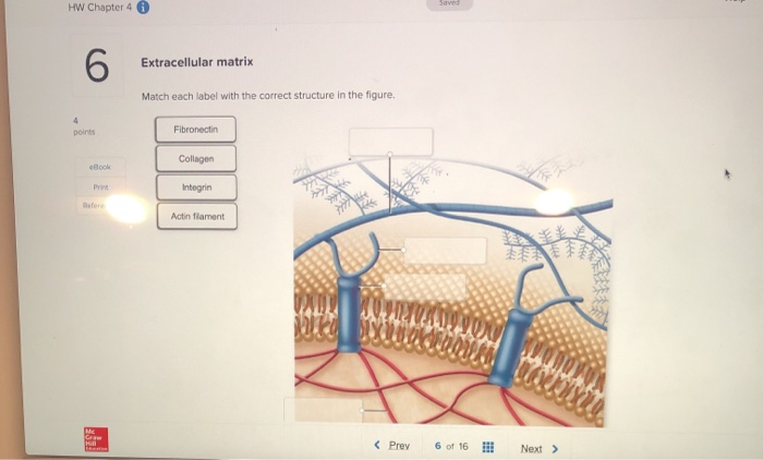 Solved HW Chapter 46 6 Extracellular matrix Match each label | Chegg.com