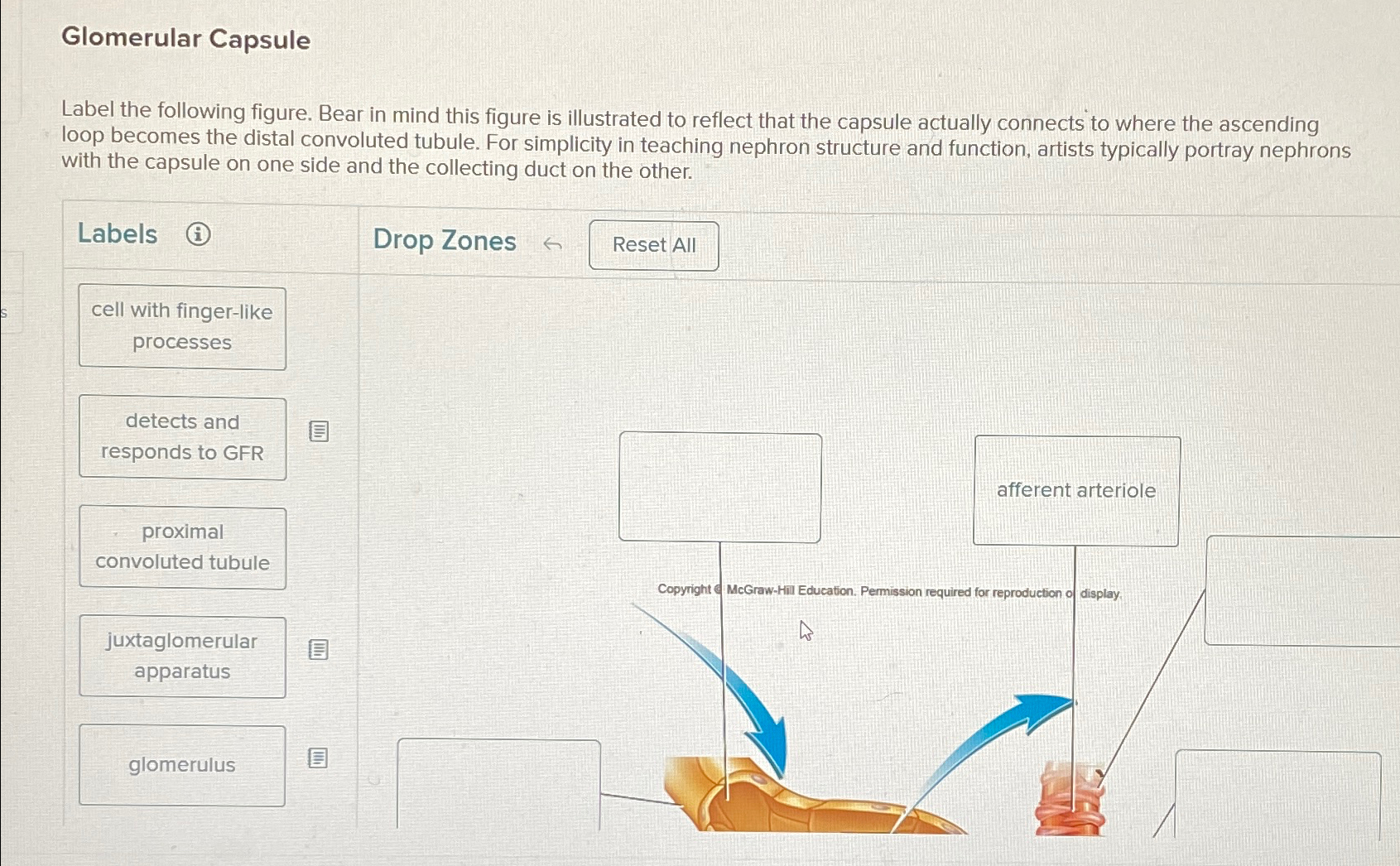 Glomerular CapsuleLabel the following figure. Bear in | Chegg.com