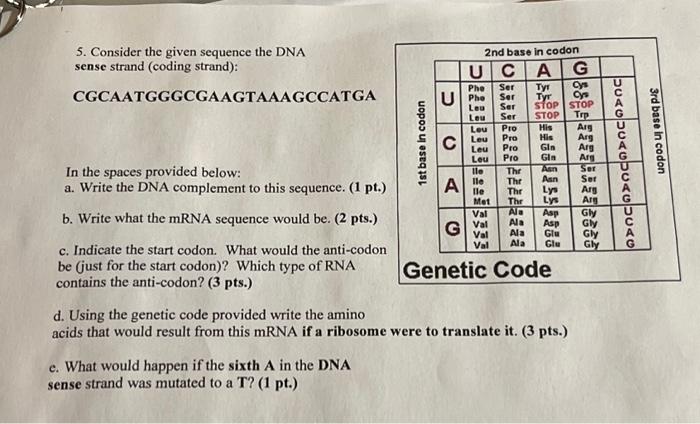 Solved 5. Consider the given sequence the DNA sense strand | Chegg.com