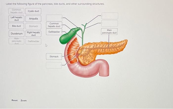Solved Label the following figure of the pancreas, bile | Chegg.com