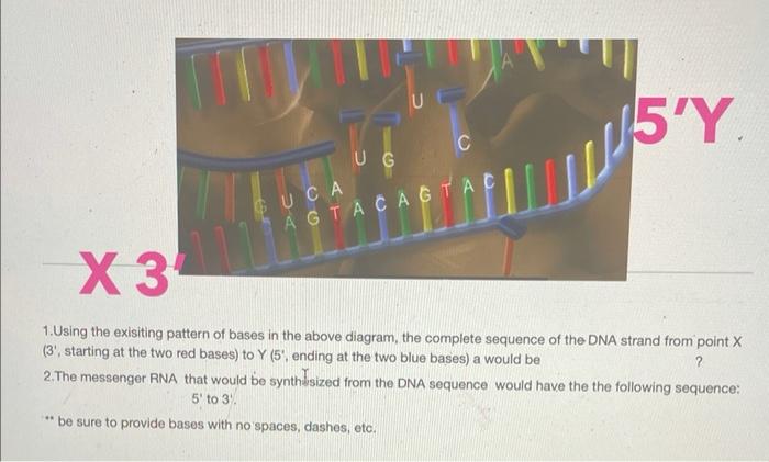 Solved 1.Using the exisiting pattern of bases in the above | Chegg.com