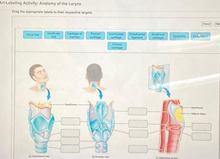 Solved Art-Labeling Activity: Anatomy of the Larynx Drag the | Chegg.com