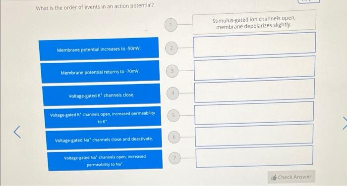 Solved What is the order of events in an action potential? | Chegg.com