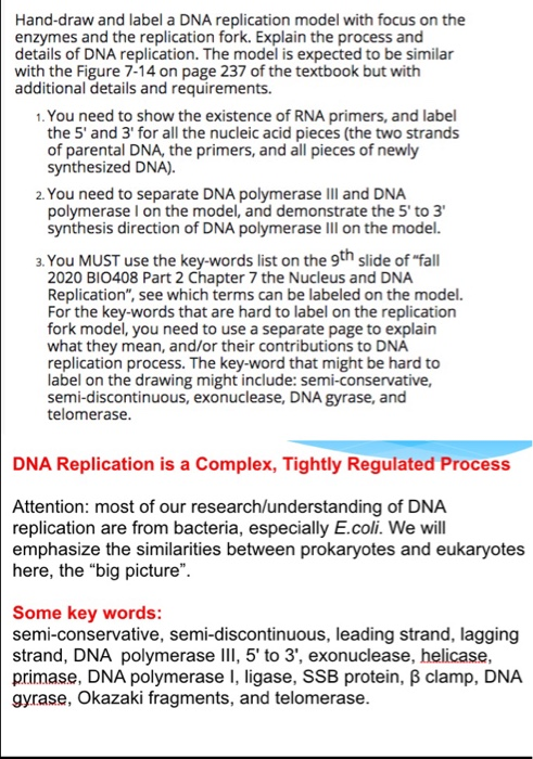 Solved Hand-draw and label a DNA replication model with | Chegg.com