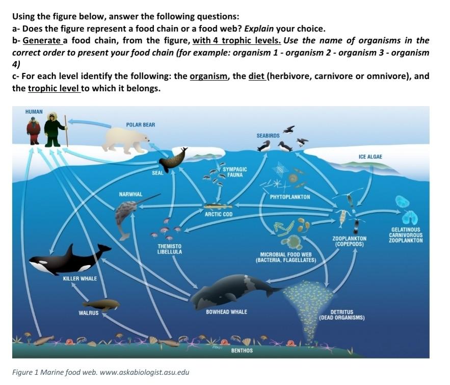 Marine Ecosystem Food Web With Trophic Levels