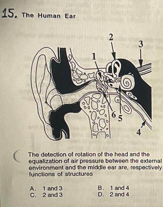 Solved 15. The Human Ear The detection of rotation of the | Chegg.com
