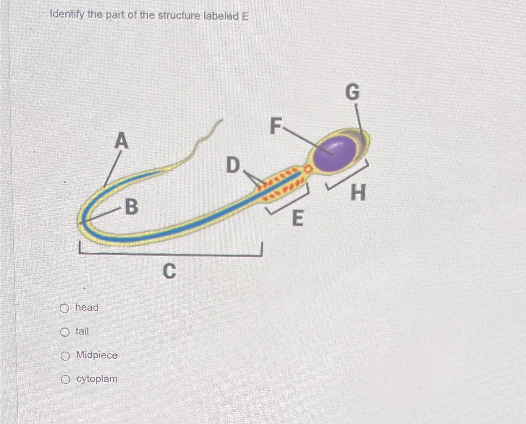 Solved Identify the part of the structure labeled E | Chegg.com