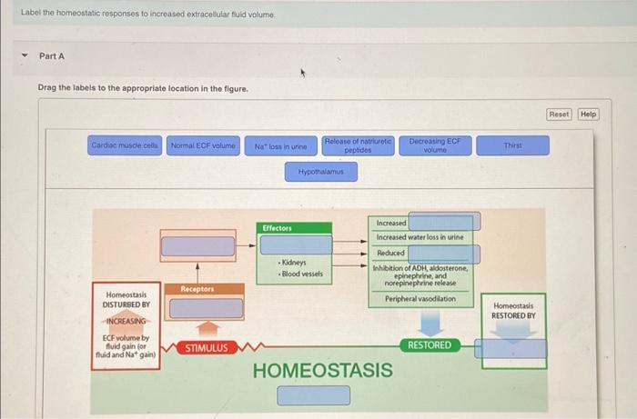 Label the homeostatic responses to increased | Chegg.com