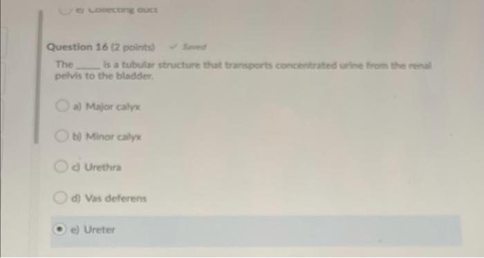 Solved Question 15 (2 points) Swed The cortical and | Chegg.com