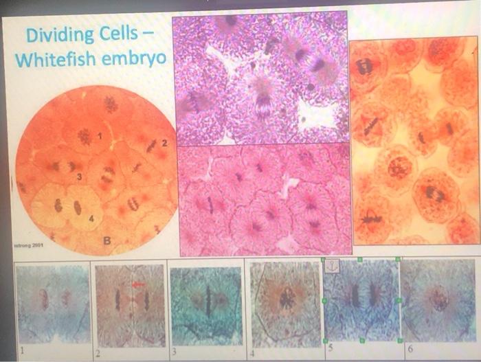 Solved > The following two slides show dividing/mitotic | Chegg.com
