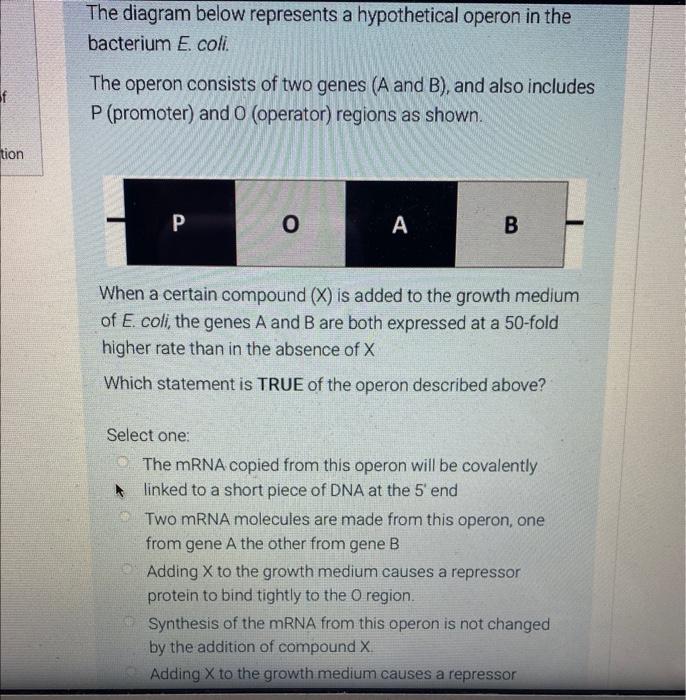 Solved The diagram below represents a hypothetical operon in | Chegg.com