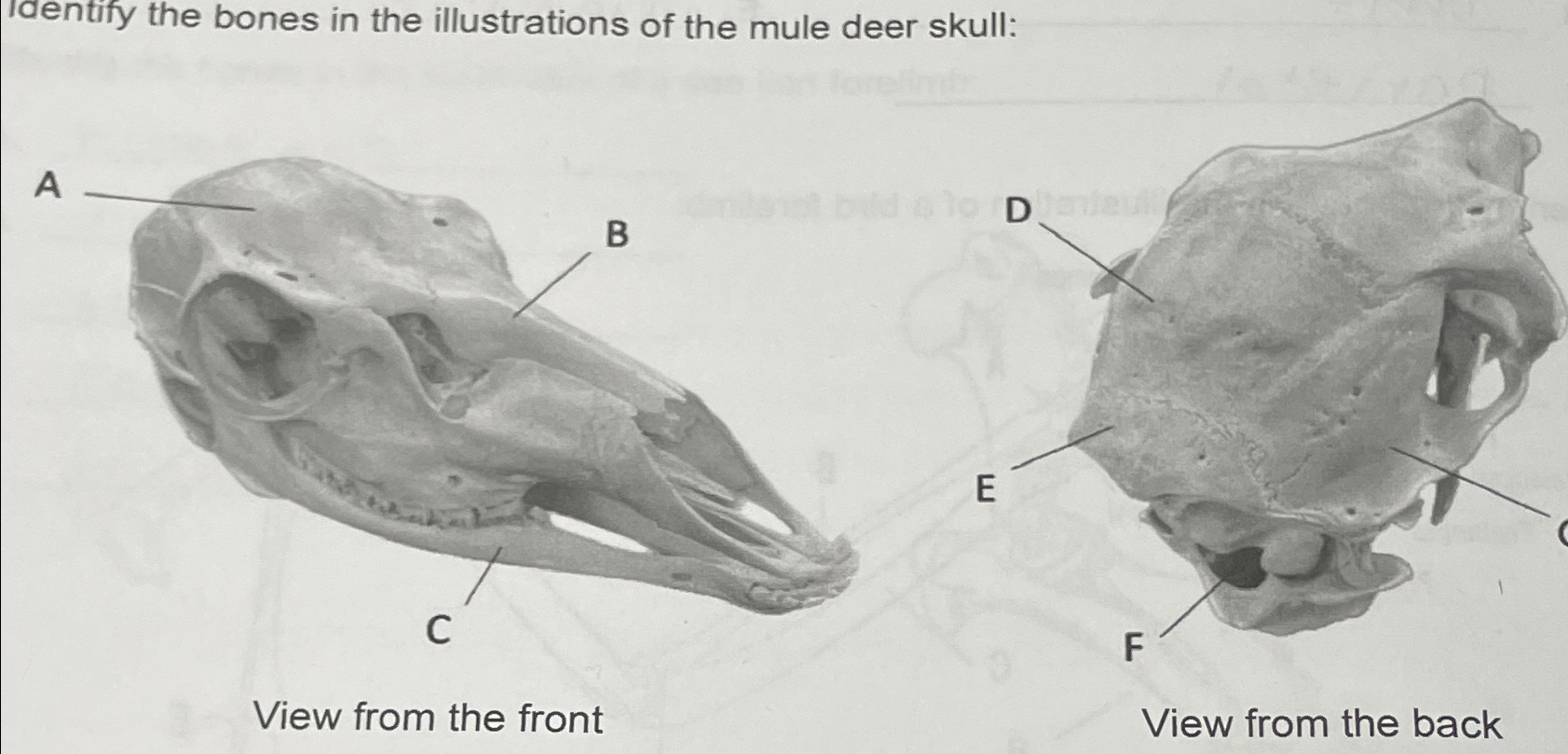 Solved Identify the bones in the illustrations of the mule | Chegg.com