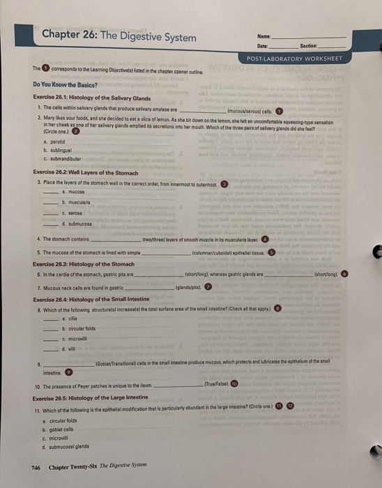 Solved Chapter 26: The Digestive System Name: - Section | Chegg.com