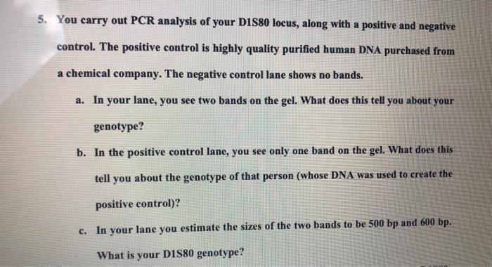 Solved 5. You carry out PCR analysis of your D1S80 locus, | Chegg.com