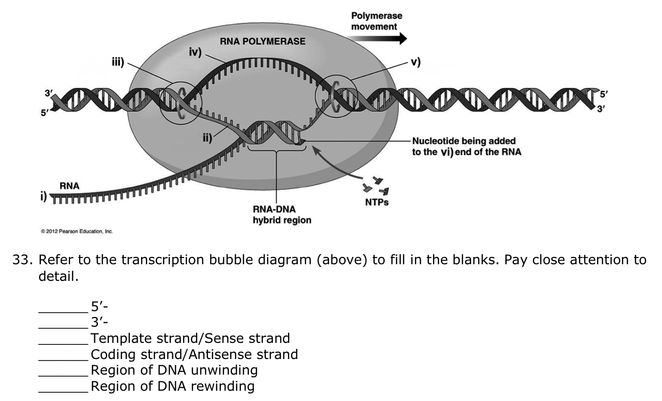 Solved Refer to the transcription bubble diagram (above) ﻿to | Chegg.com