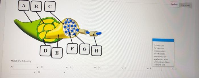 Solved points A B с F G D E H pe Penum Indoneurum Blood | Chegg.com