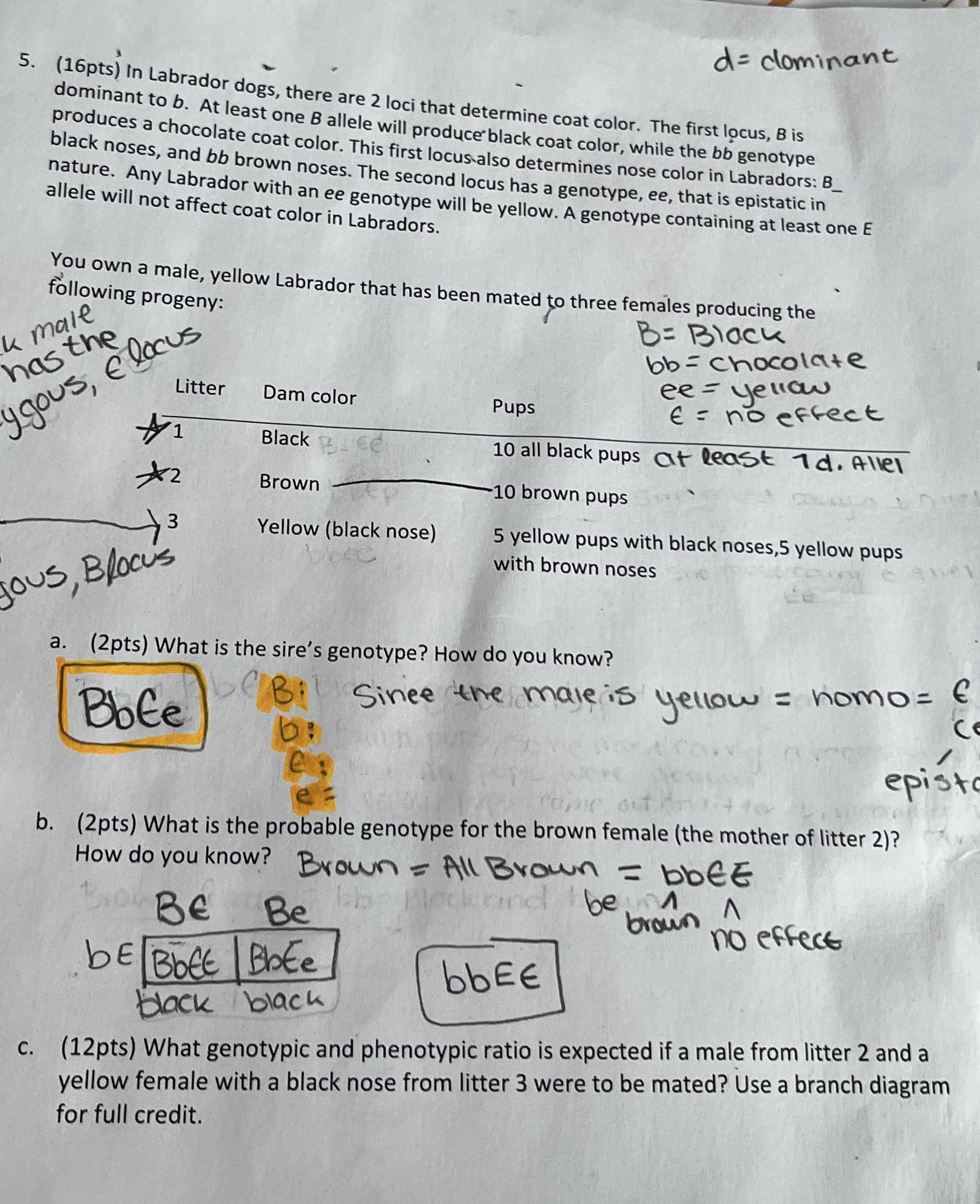 Solved (16pts) ﻿In Labrador dogs, there are 2 ﻿loci that | Chegg.com