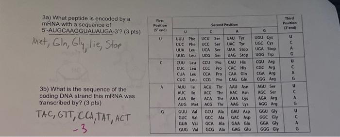 Solved 3a) What peptide is encoded by a MRNA with a sequence | Chegg.com
