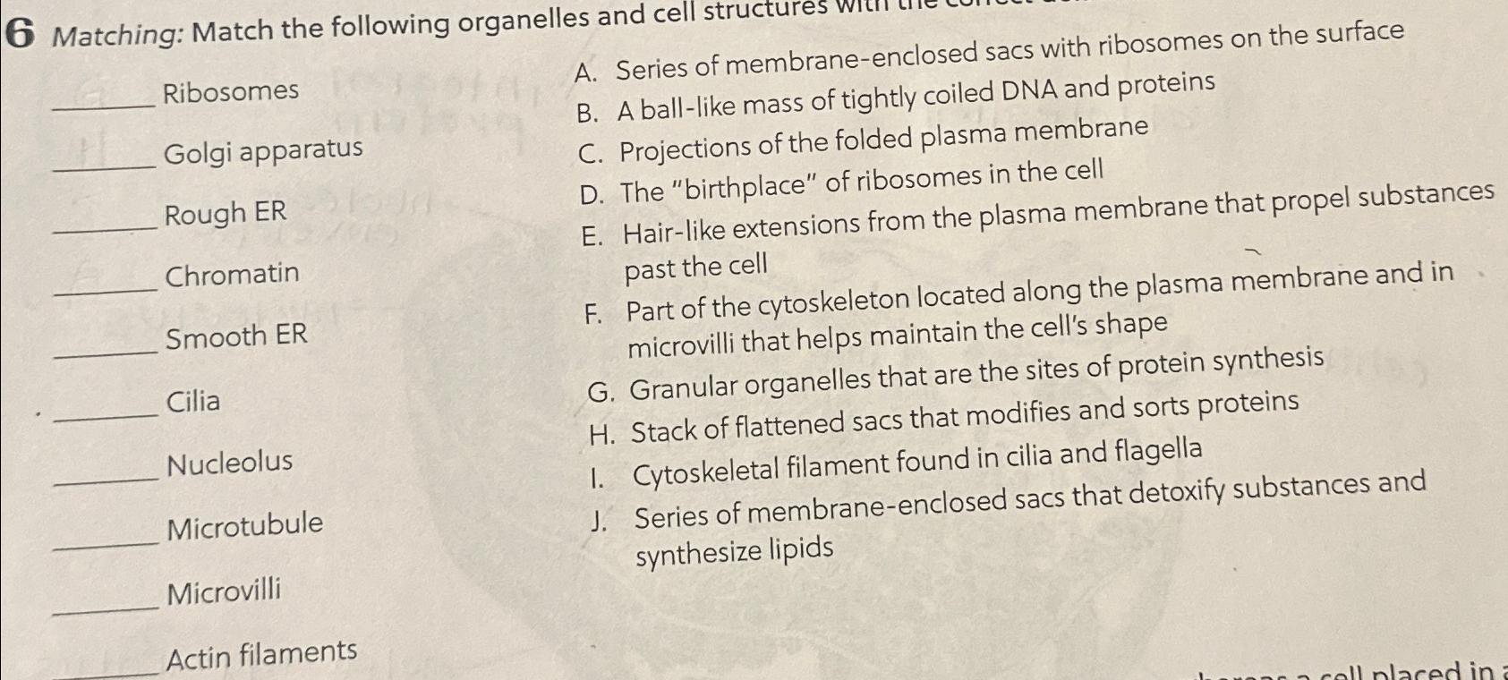 Solved 6 ﻿Matching: Match the following organelles and cell | Chegg.com