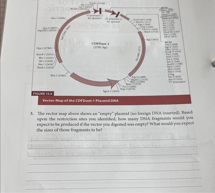 Solved 3. The vector map above shows an "empty" plasmid (no | Chegg.com