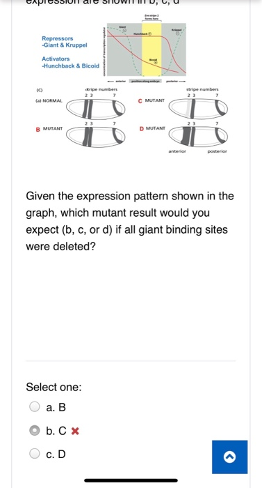 Solved Repressors Giant & Kruppel Activators -Hunchback & | Chegg.com