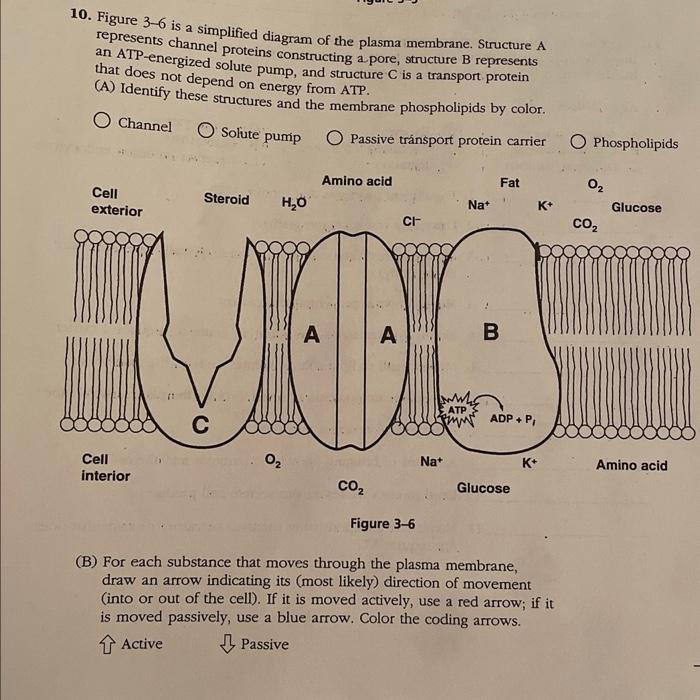 Solved 10. Figure 3−6 is a simplified diagram of the plasma | Chegg.com