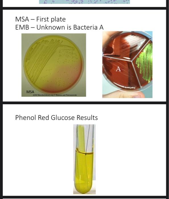 Solved MSA – First plate EMB - Unknown is Bacteria A A MSA | Chegg.com