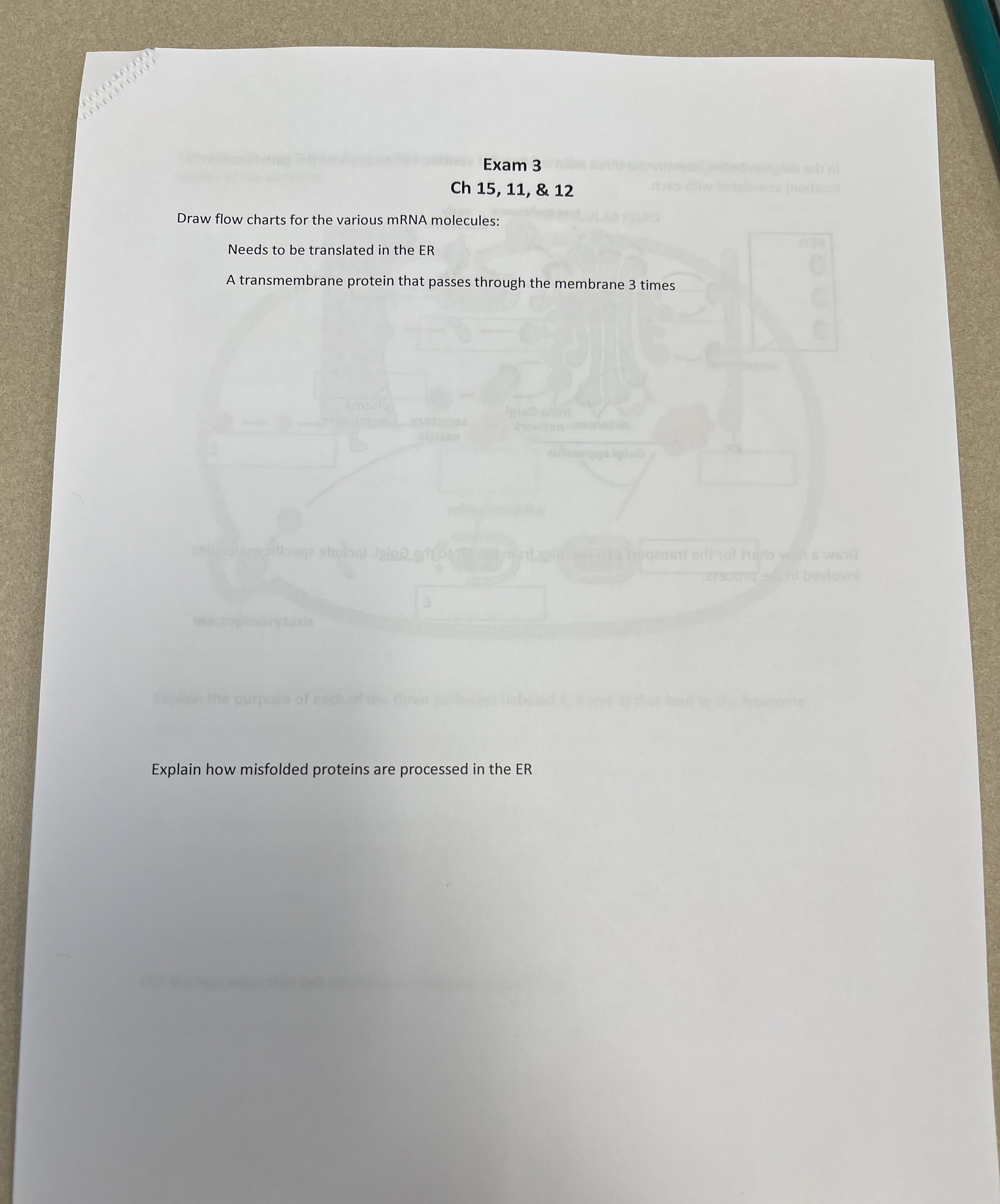 Solved Study Packet: Draw flow charts for the various mRNA | Chegg.com