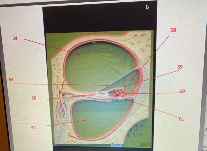 Solved REAL ANATOMY CD 24 REAL ANATOMY CD 25 REAL | Chegg.com