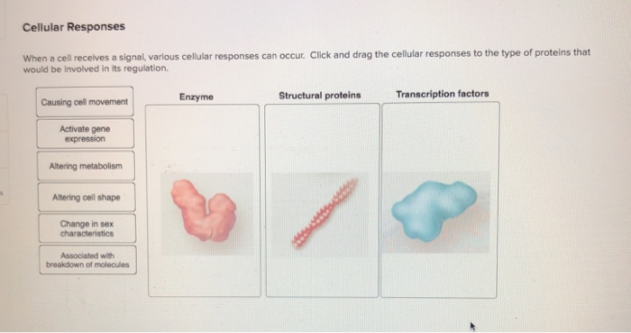Solved Cellular Responses When a cell receives a signal, | Chegg.com