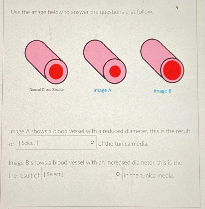 Solved Use the image below to answer the questions that | Chegg.com