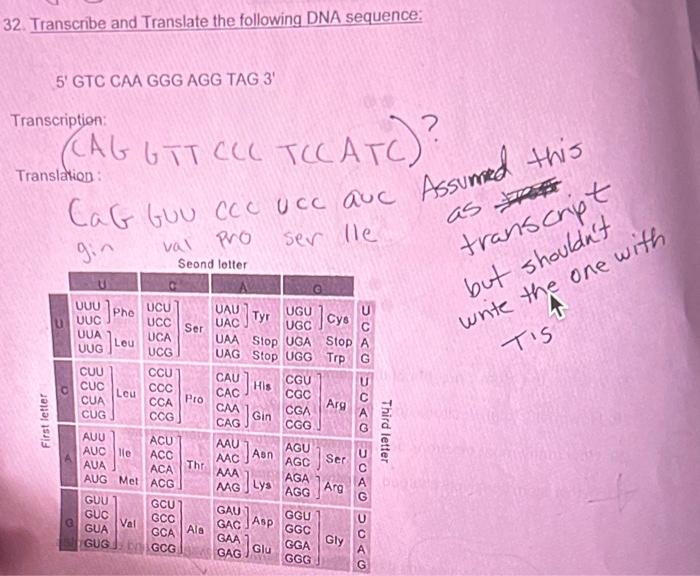 Solved 32. Transcribe and Translate the following DNA | Chegg.com