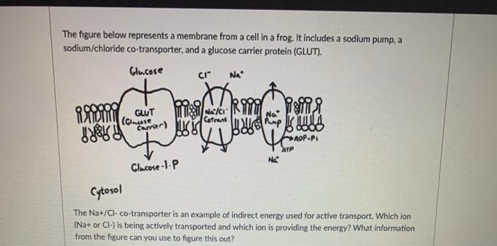 Solved The figure below represents a membrane from a cell in | Chegg.com