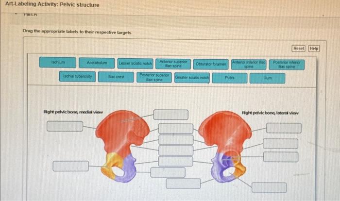 Solved Drag the appropriate labels to their respective | Chegg.com