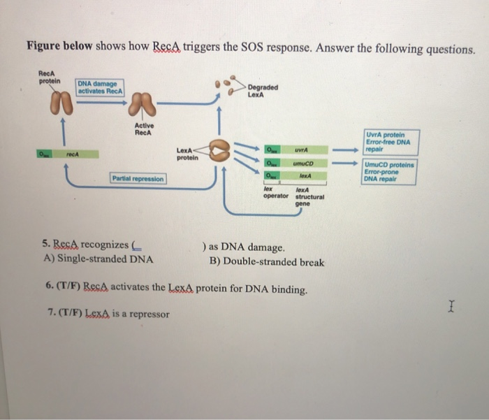 Solved Figure below shows how RecA triggers the SOS | Chegg.com