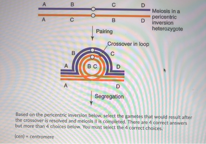 Solved A B с D A с B D Meiosis in a pericentric inversion | Chegg.com
