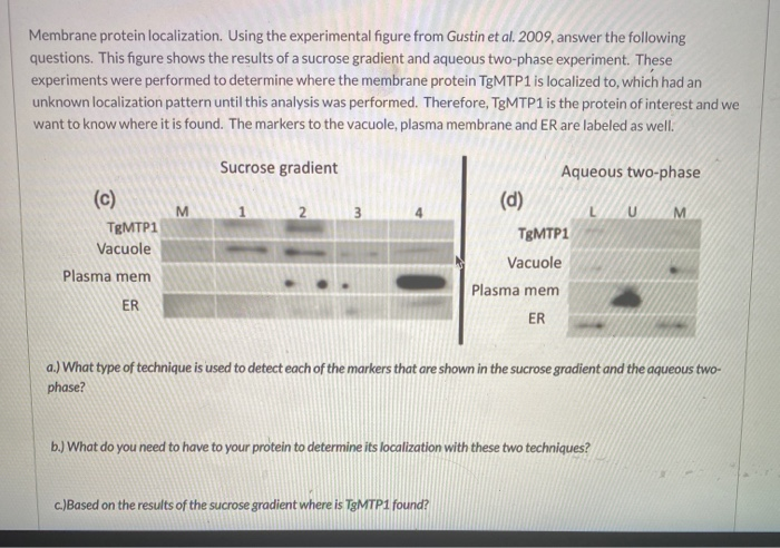 Solved Membrane protein localization. Using the experimental | Chegg.com