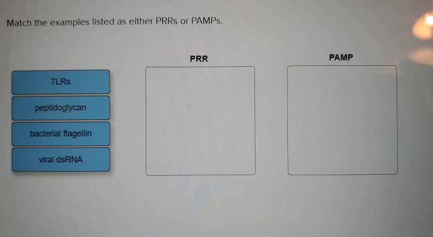 Solved Match the examples listed as either PRRs or PAMPs. | Chegg.com
