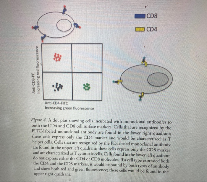 Question 1 Cell Number Is Displayed Differently In A