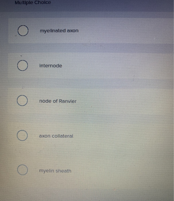 Solved Which structure is highlighted? Biophoto | Chegg.com