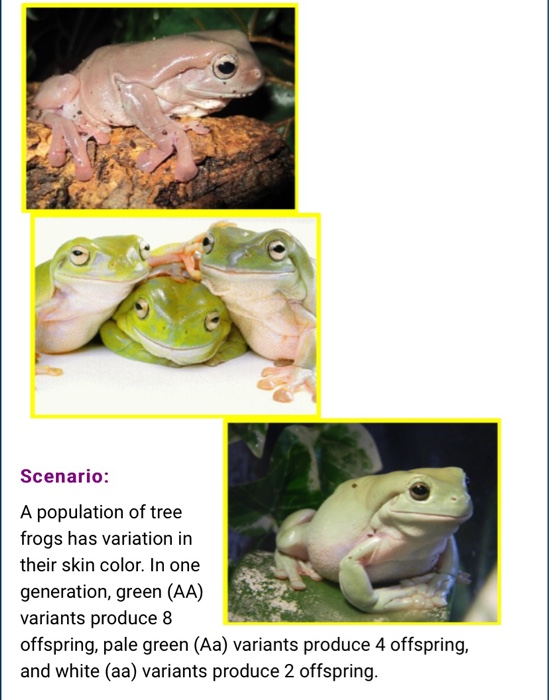 Solved Scenario: A population of tree frogs has variation in | Chegg.com