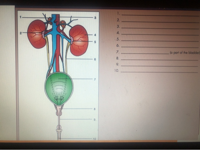 Solved label the indicated structures on this ventral view | Chegg.com
