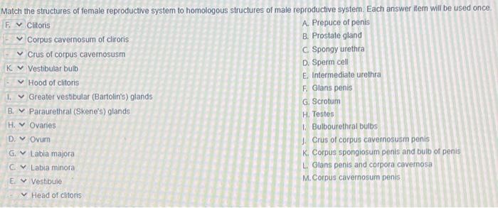 Solved Match the structures of female reproductive system to | Chegg.com