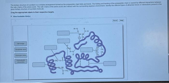 Solved iven fortary stucture of a proten molocule Drag the | Chegg.com