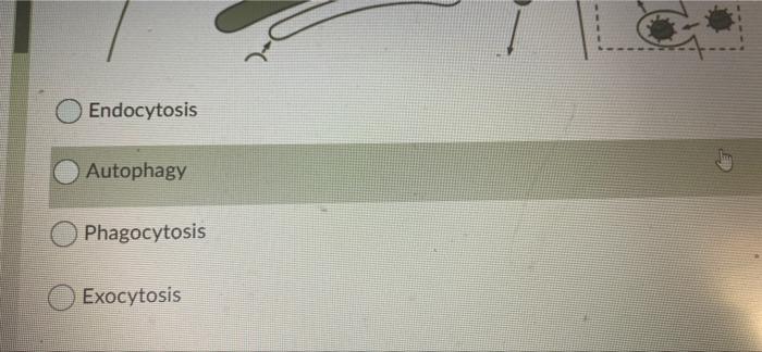 Solved How is the outer leaflet of the plasma membrane | Chegg.com