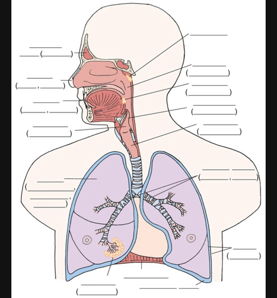 Solved I need help labeling all these anatomically | Chegg.com Solved I need help labeling all these anatomically | Chegg.com