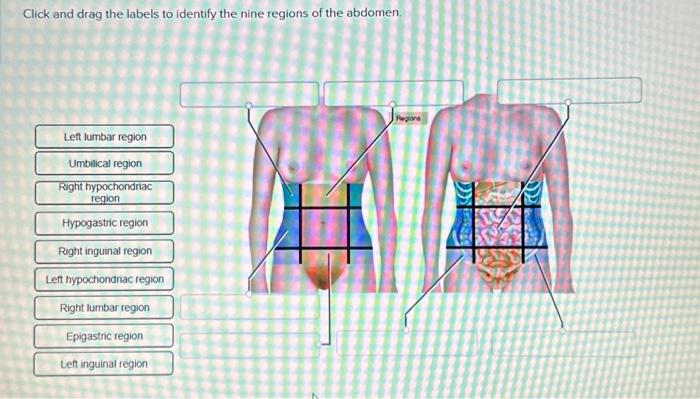 Solved What is the name of the highlighted organ? Click and | Chegg.com
