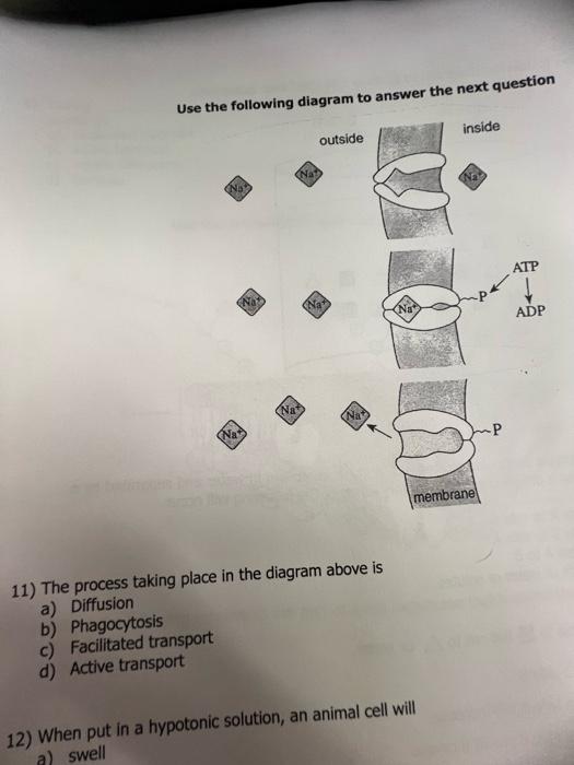 11) The process taking place in the diagram above is | Chegg.com