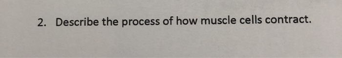 Solved 2. Describe the process of how muscle cells contract. | Chegg.com