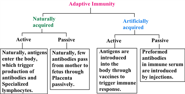 Acquired Immunity Flow Chart